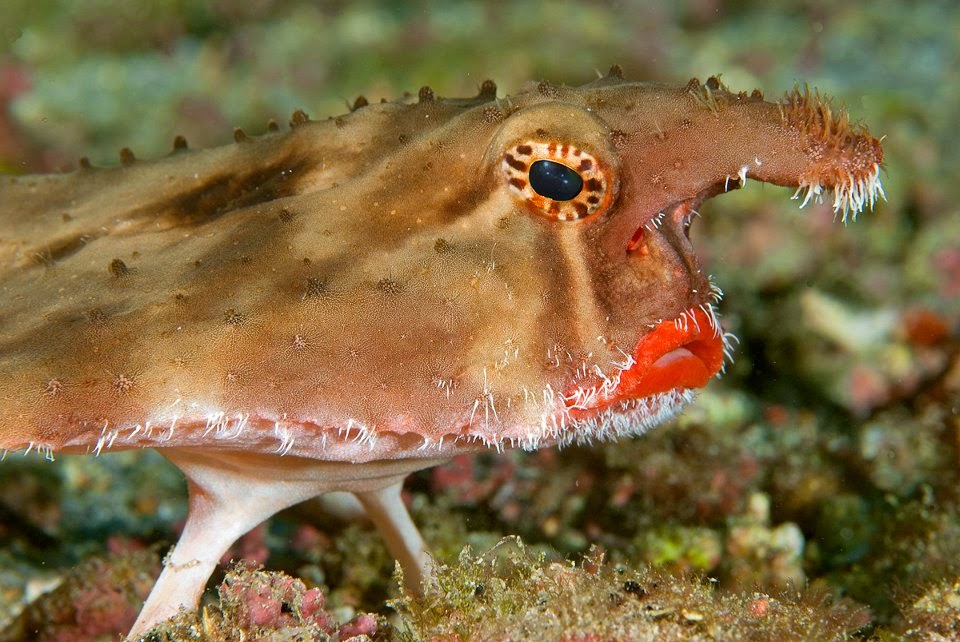 RED LIPPED BATFISH photos - wallpapers (ανανεωμένο) | the fun bank