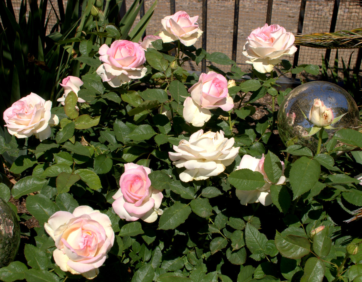 Organic Garden Dreams: Summer Roses