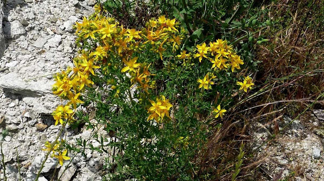 r o b i n 's y a r d: Hypericum (I) perforatum