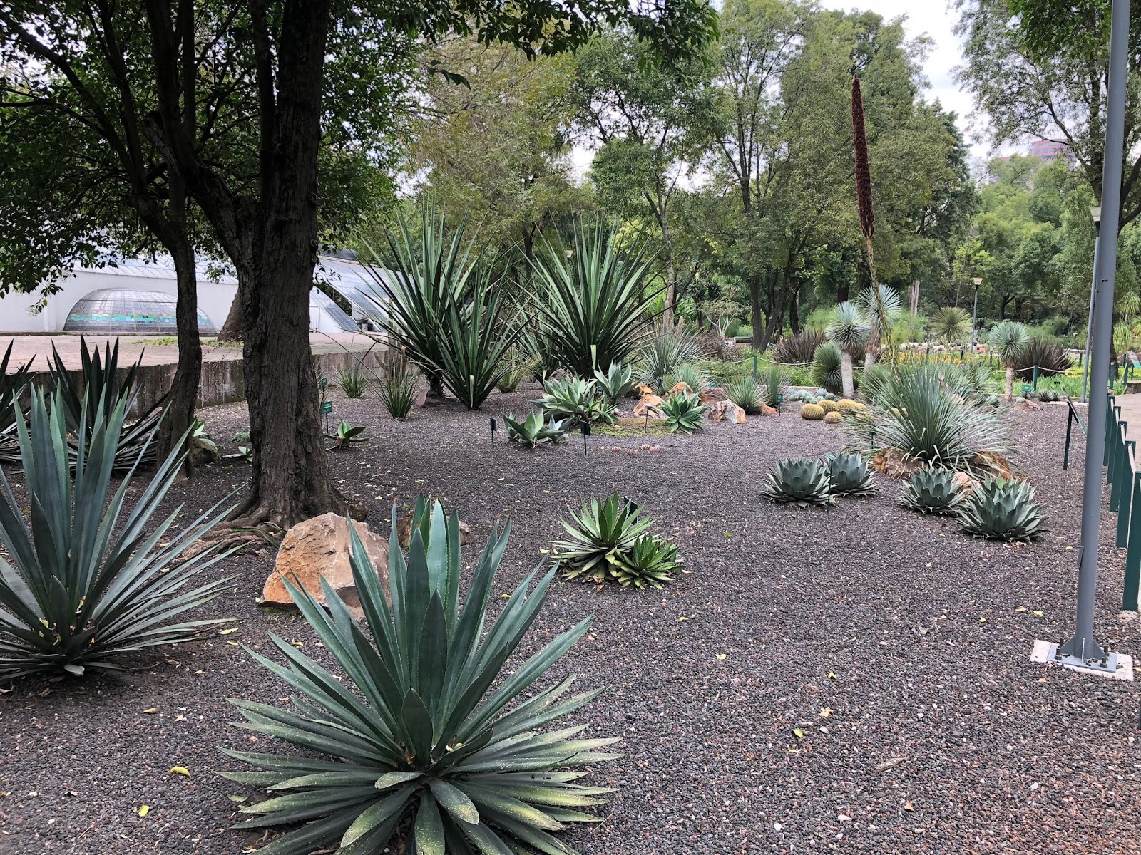 Vivero Growers Garden: A Tour of the Botanical Gardens in Mexico City ...