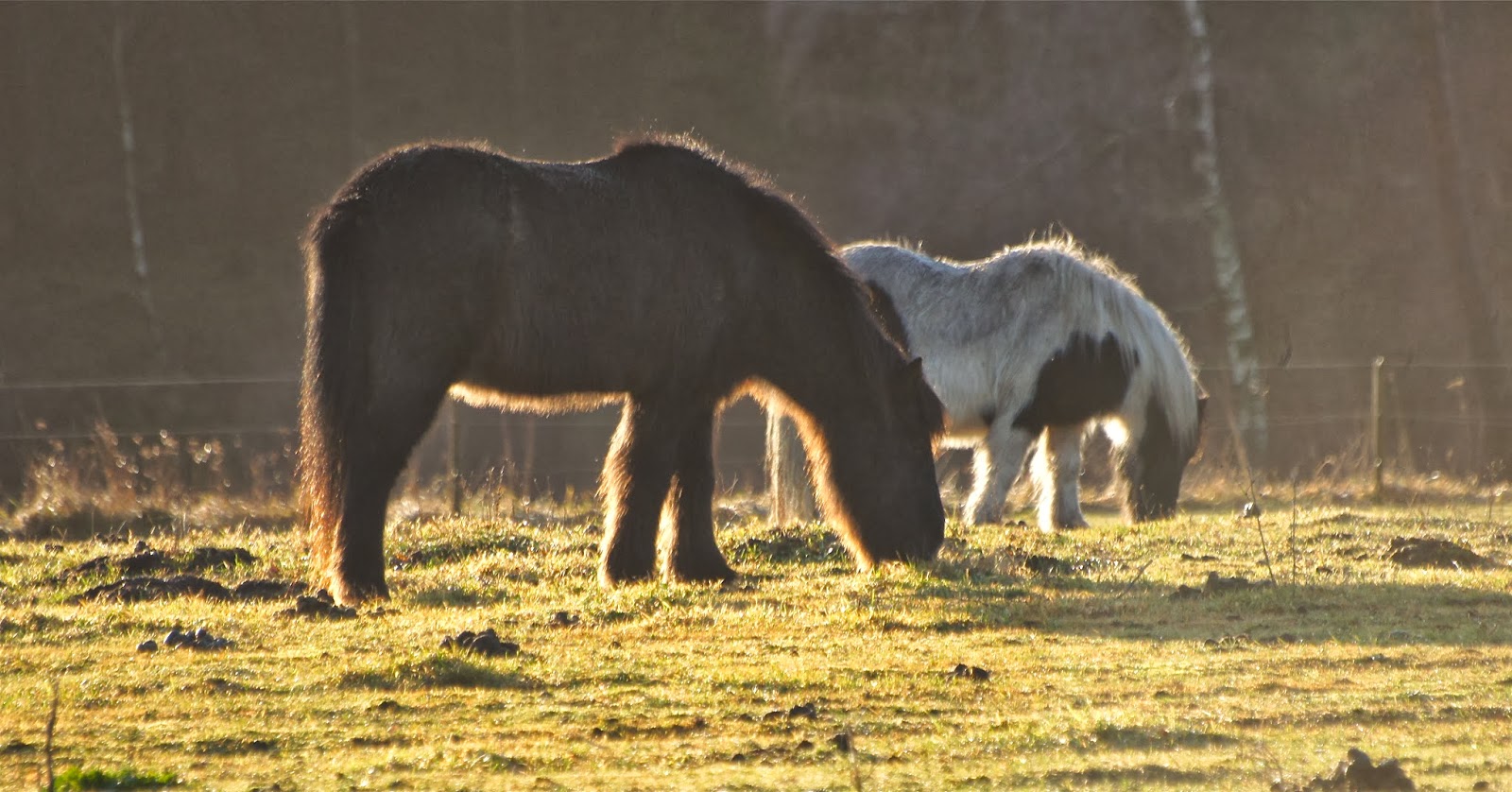 Stall Älvasjö: Kolur frá Hömrum 24 år