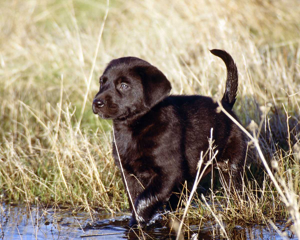 Animals: Black Labrador dog