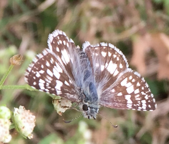 Dances With Ants - The Adventures of a Suburban Naturalist