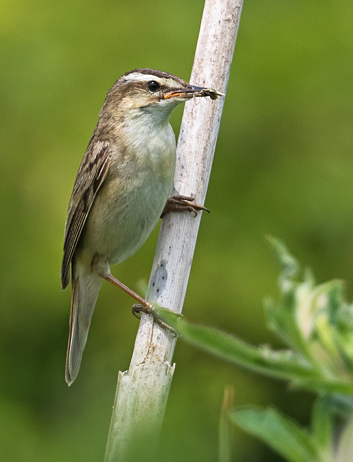 CAMBRIDGESHIRE BIRD CLUB GALLERY: Sedge Warbler