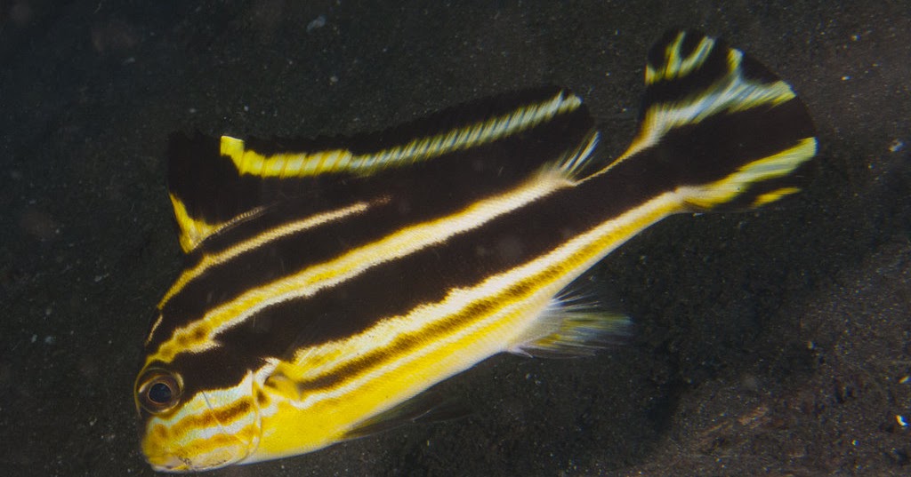 IKAN LAUT ASLI INDONESIA: Plectorhinchus lessonii