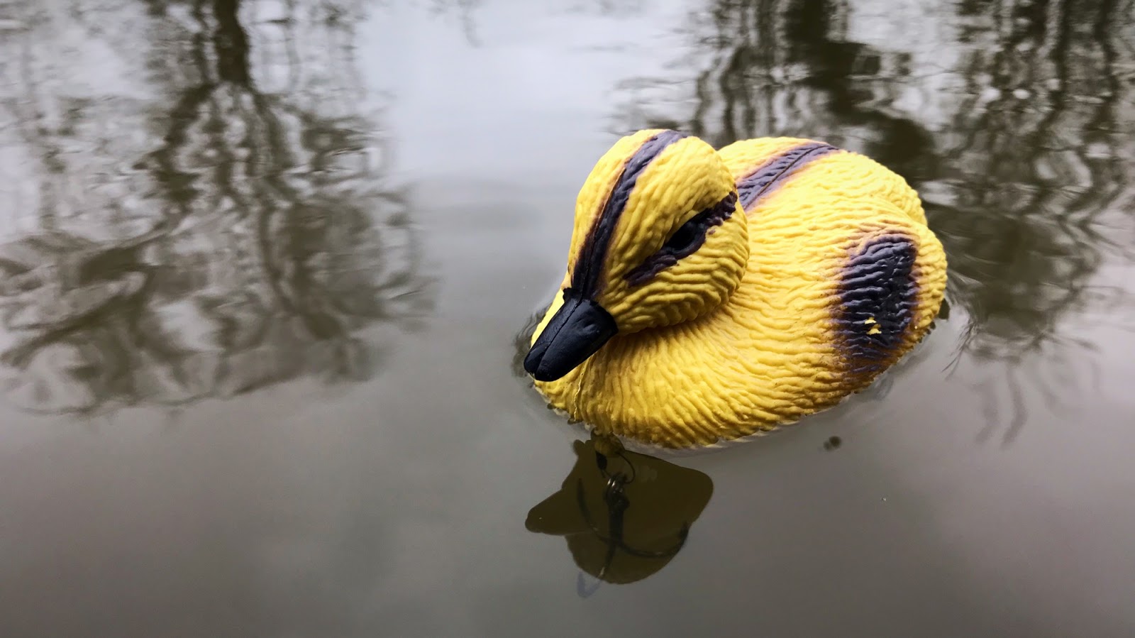 Piscatorial Quagswagging: The Cut Colossus – The Quest for the Pintail ...