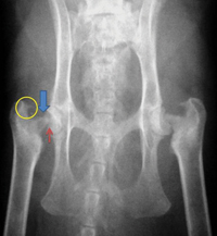 Visão Geral da Medicina Veterinária: Epifisiólise