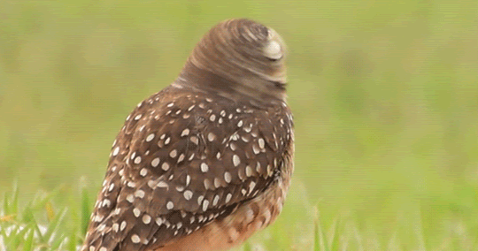 Content in a Cottage: Another Moving Owl to Delight You