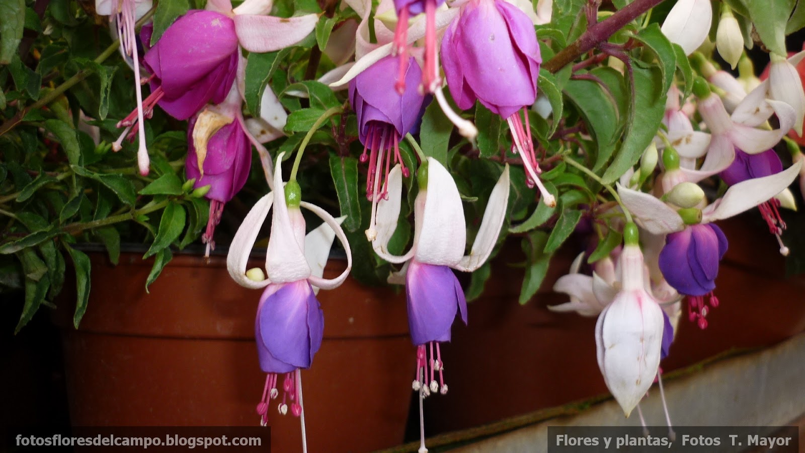 Flores y plantas silvestres: " Fuchsia x hybrida ". Pendientes de la ...