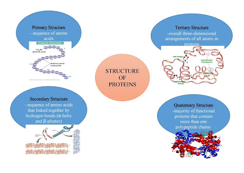 BioChemistry: TASK 4: Mind-map of Amino Acids and Proteins