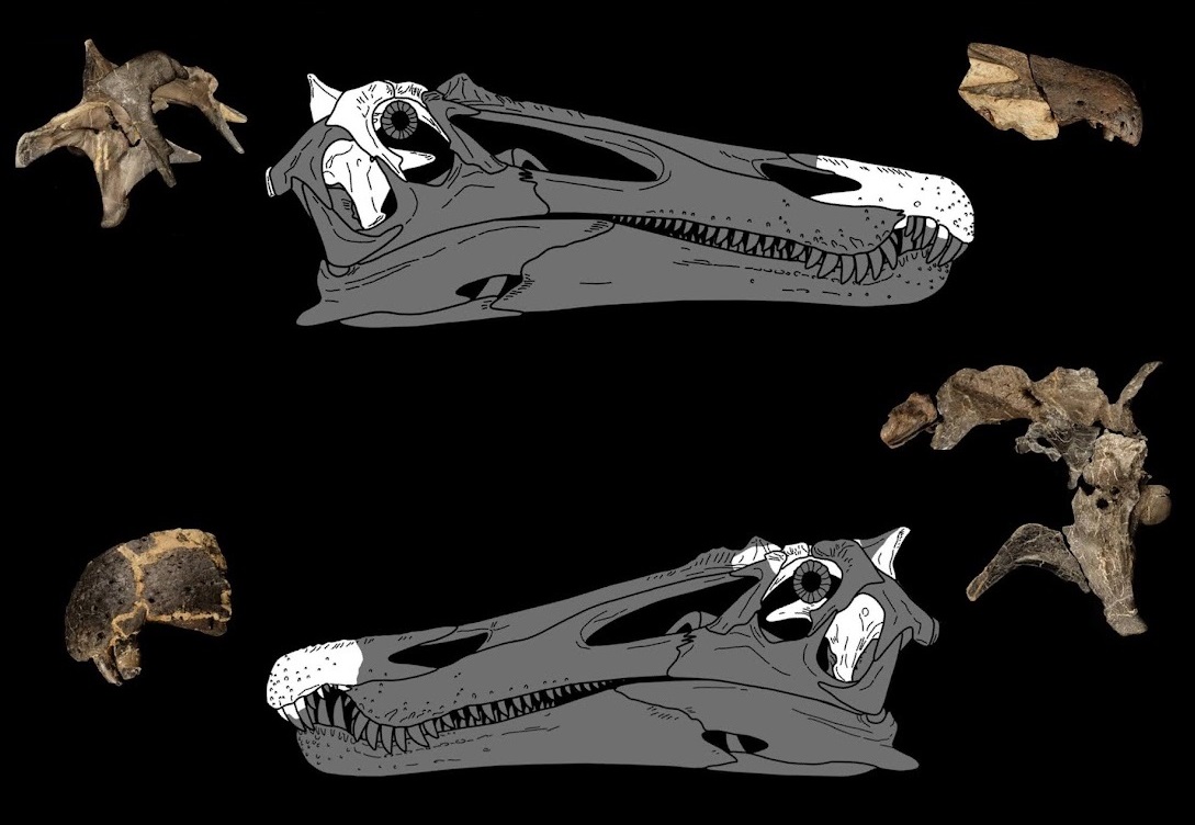 Species New to Science: [Paleontology • 2021] Ceratosuchops inferodios ...