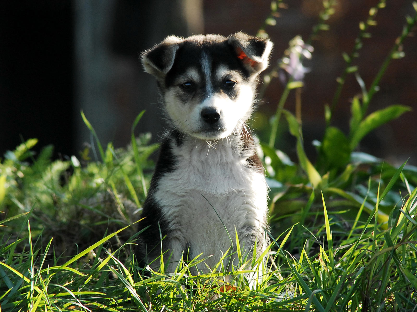 Cachorritos HD - Imagui