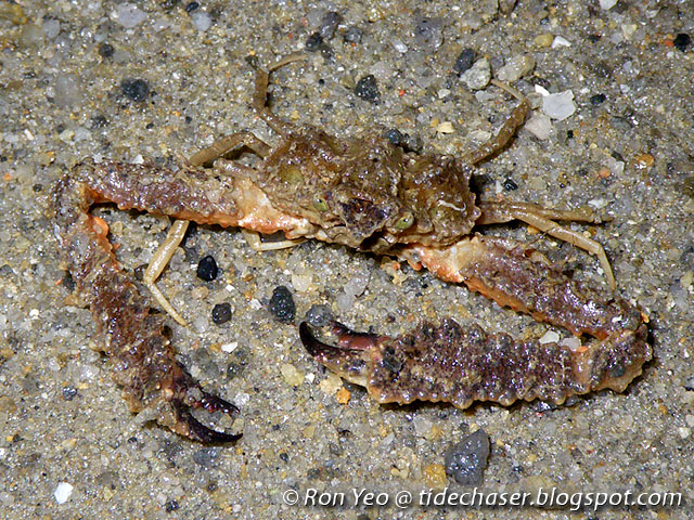 tHE tiDE cHAsER: Elbow Crabs (Phylum Arthropoda: Family Parthenopidae ...