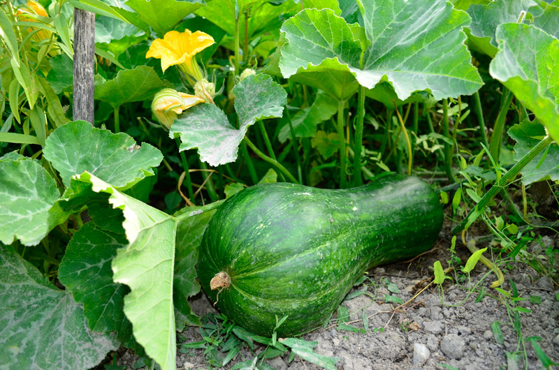 Pumpkin – Cucurbita pepo - Medicinal use of Pumpkin - Macedonia Nature