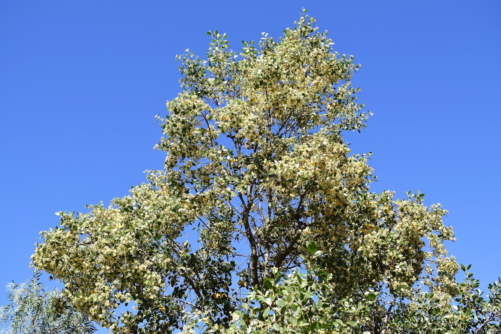 Fernando Ruz: Plantas nativas de Chile: Quillay, küllay, Quillaja saponaria