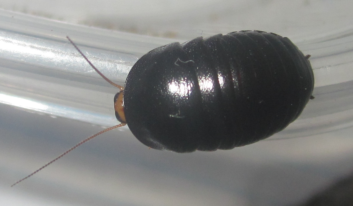 Invertebrate Dude: Perisphaerus punctatus: New Roly Poly Roaches!!!