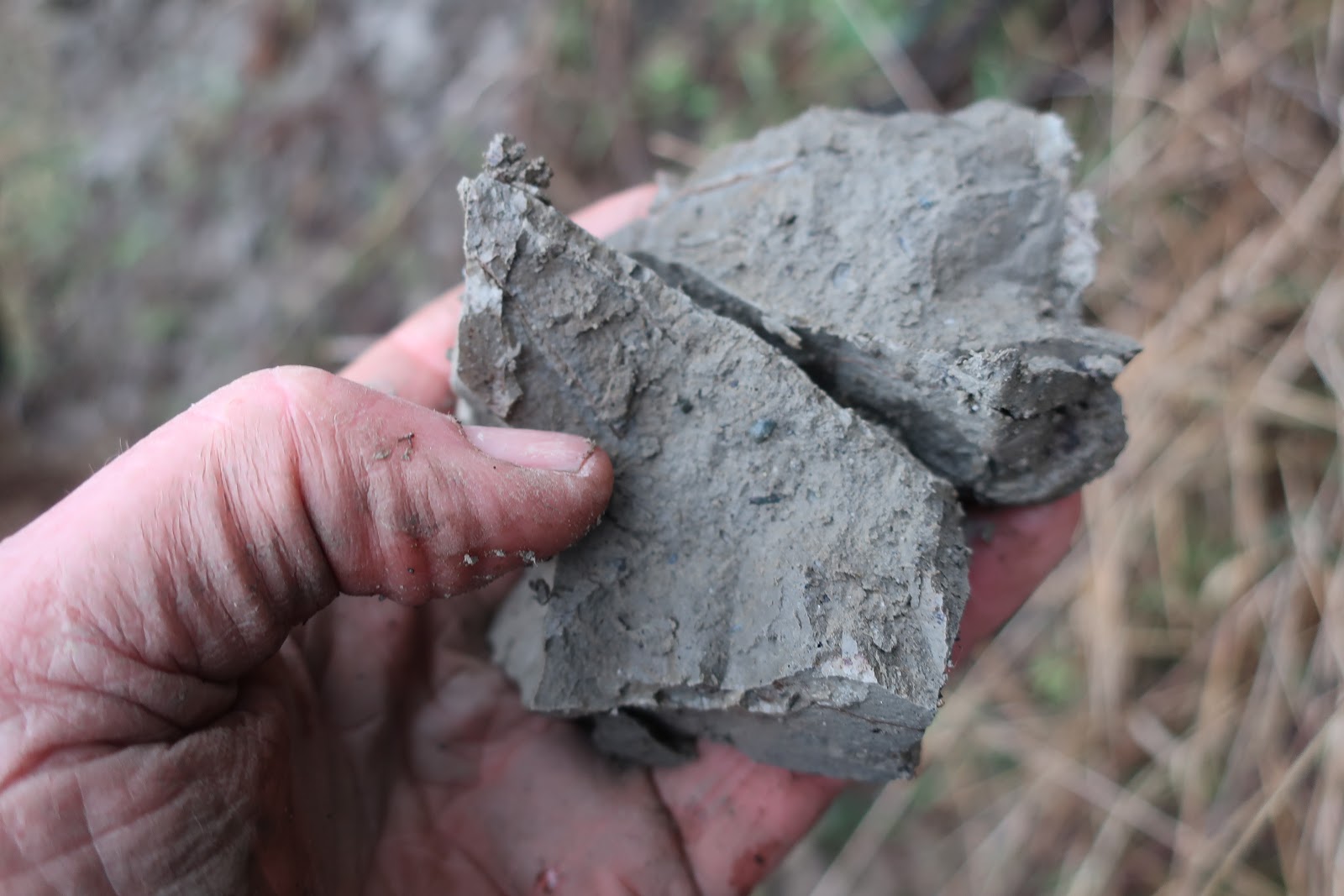 Reading the Washington Landscape: Landslide Split Tree Stump