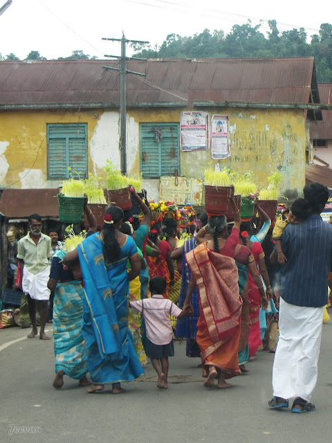 Jeevan's World: Mulaipari - A technology to choose right seeds!