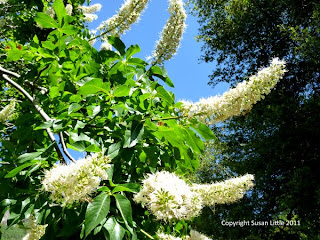 The Camping Queen: Sequoia National Park, California