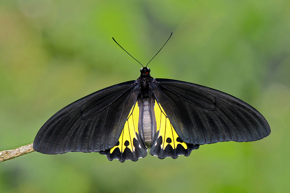 Troides helena DATASHEET | BugsAlive