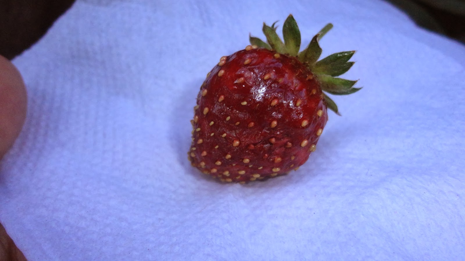 verde e tudo: COMO PLANTAR SEMENTES DE MORANGO