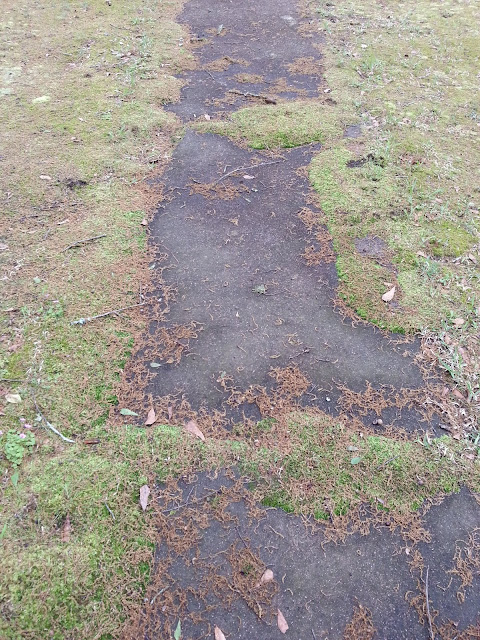 summer reading: Love, Ruby Lavender - Deborah Wiles