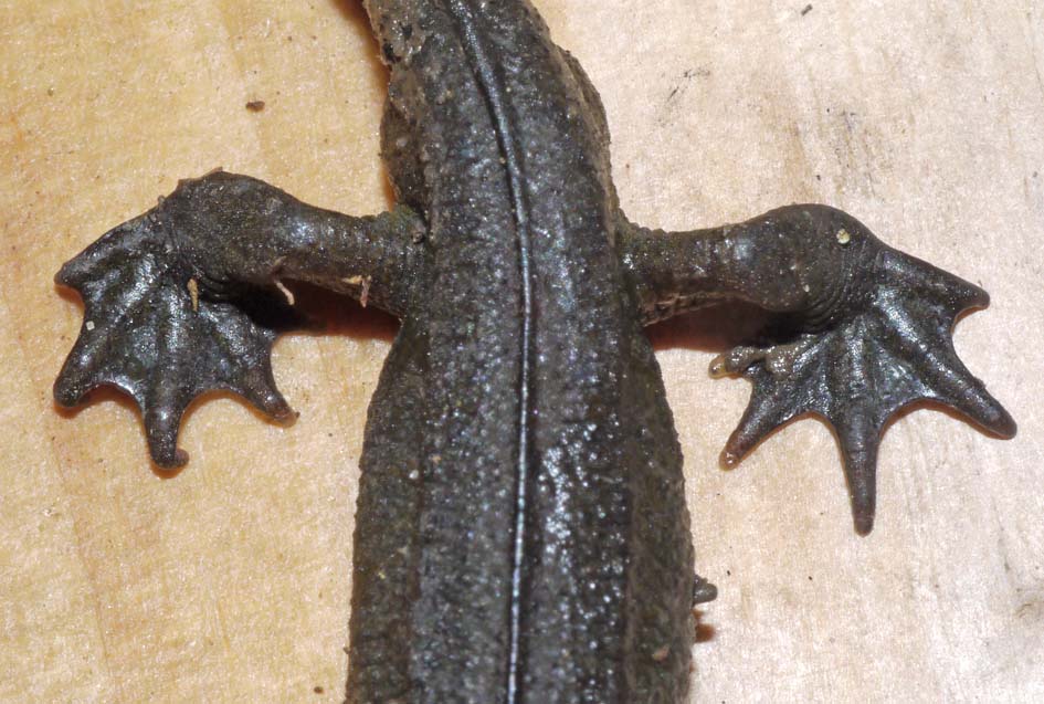 CABINET OF CURIOSITIES: Palmate newt