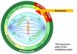 science: Pembelahan Mitosis