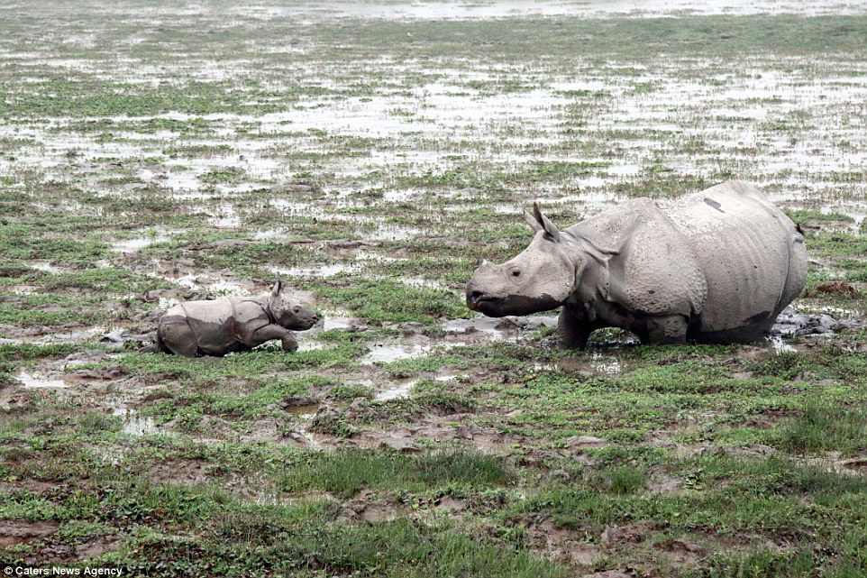 White Wolf : Stuck in the mud! Rhino rescues baby from bog in ultimate ...