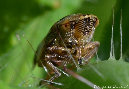 Natur' L: Un petit insecte sauteur du joli nom de Cicadelle, car proche ...