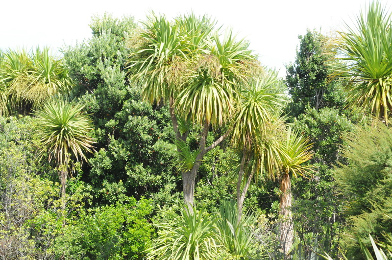 A Wandering Naturalist: New Zealand: Tiritiri Matangi