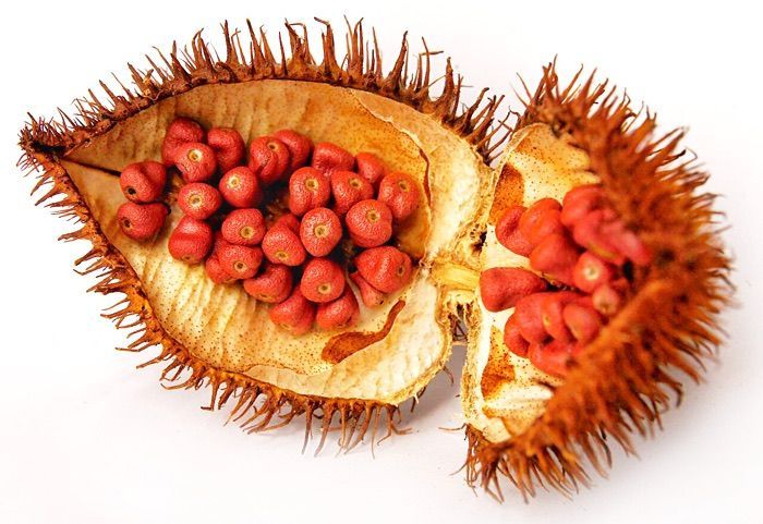 FAUNA Y FLORA DE QUINTANA ROO.