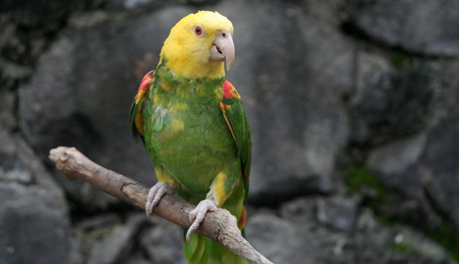 Imagenes de pericos - Imagui