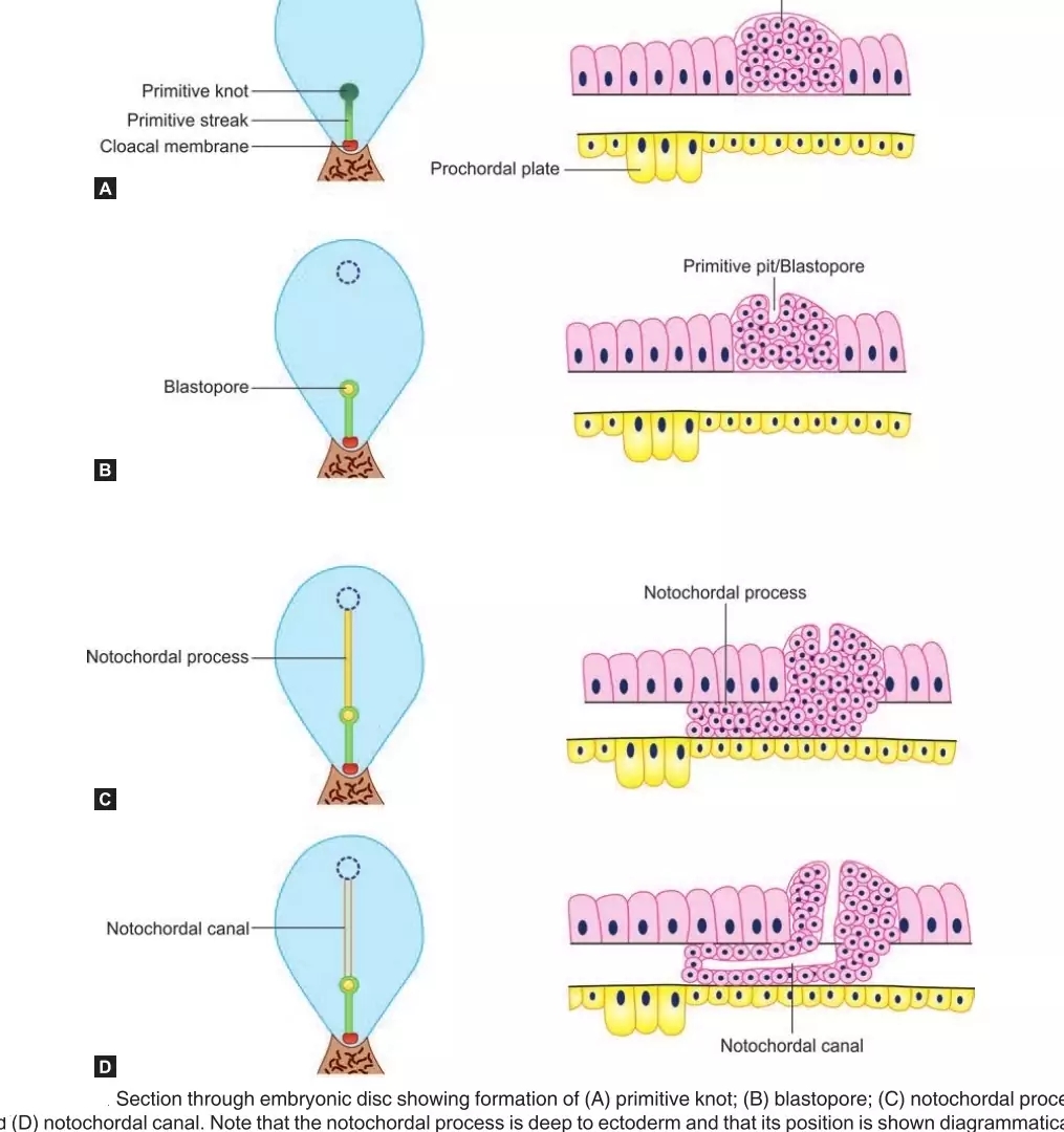 Notochord Formation