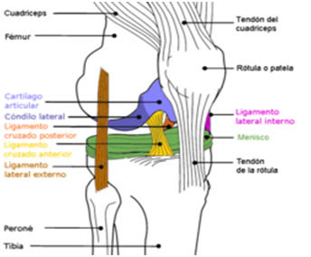 Anatomía aplicada a la Fisioterapia: Rotura del ligamento cruzado ...