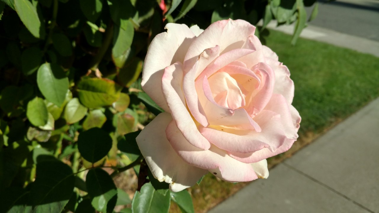 Sacramento Digs Gardening: November rose care: Time for one more round