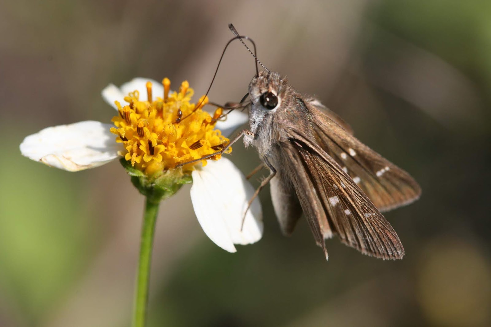 Compassion For The Uncharismatic Microfauna