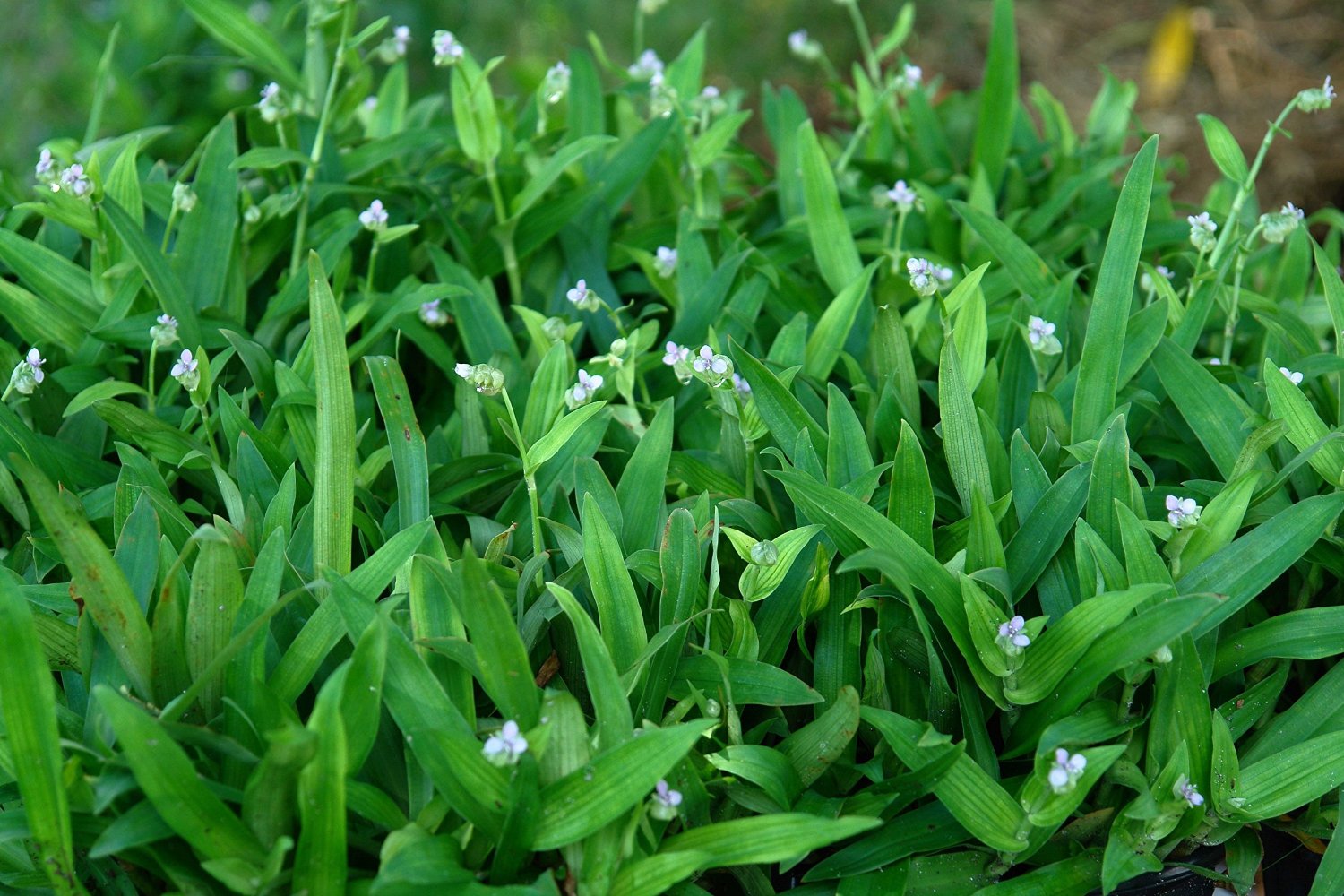 Mini Kebun Belakang Rumah: RUMPUT BEIJING