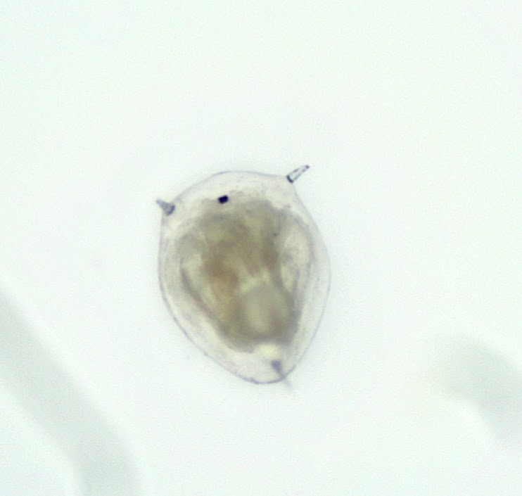 Ictioplancton en Chile: Meroplancton de Chile central frente a Bahía El ...