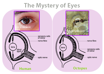 Ideaz : Octopus can see with their skin - see what they feel
