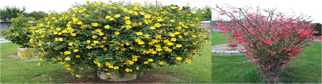 COUSAS DE CONCHA: AS PLANTAS. 2º PRIMARIA