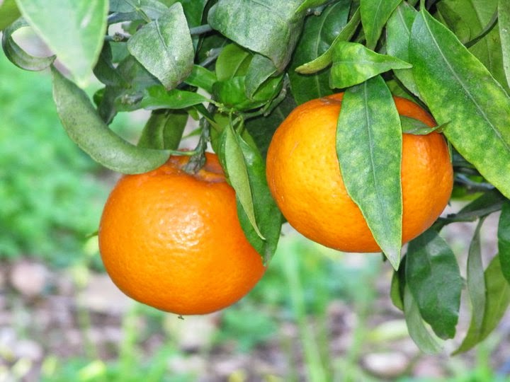 Mariposas En Mis Sueños: Mandarinas Sanz, las mejores mandarinas del mundo.