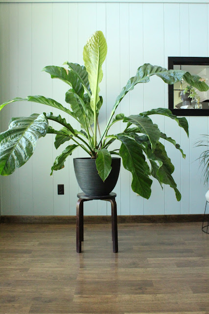 Plant Picks: My Favorite Plants For Beginners - SG Style