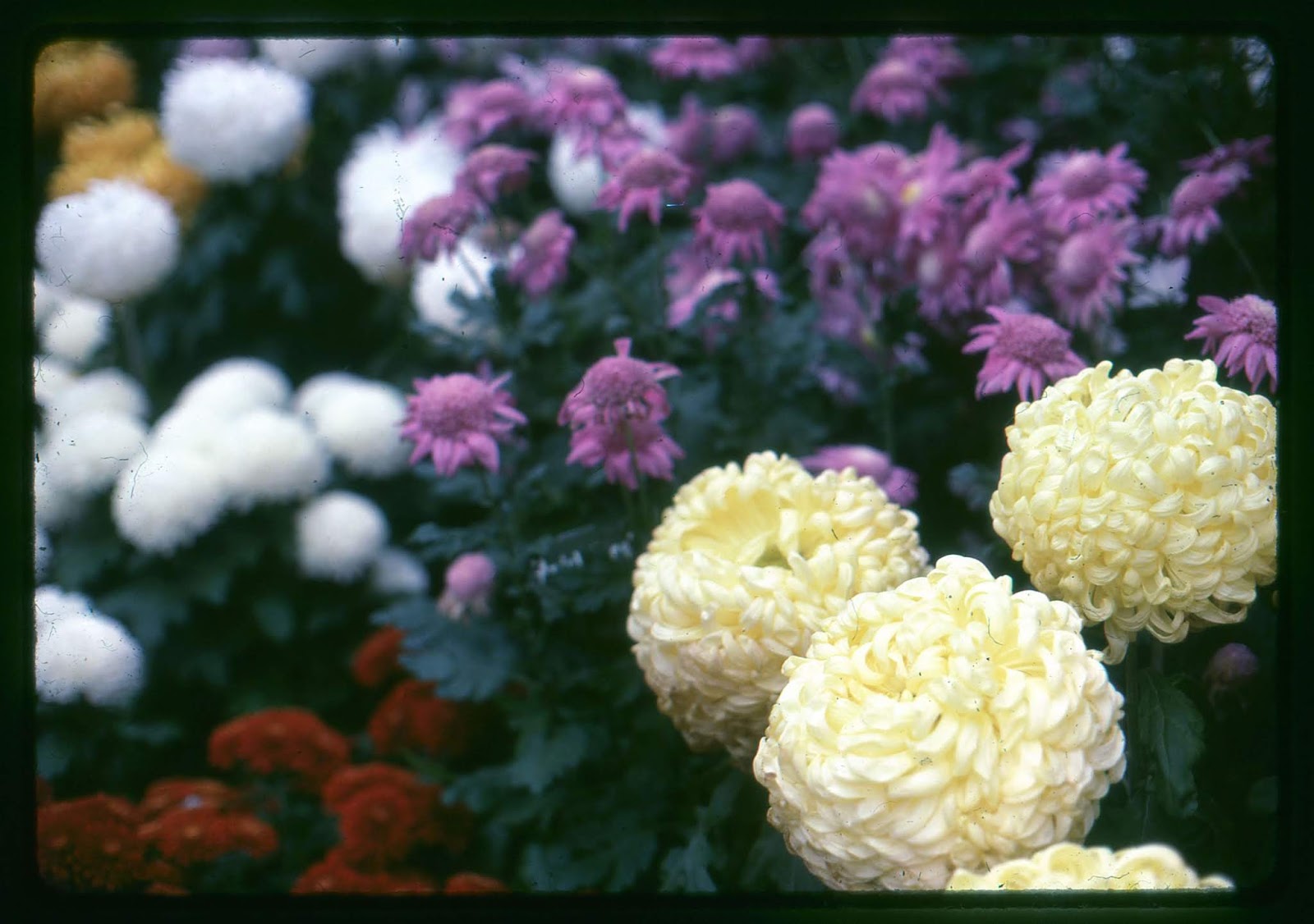 Free Stock Images - Floral Flower Photographs