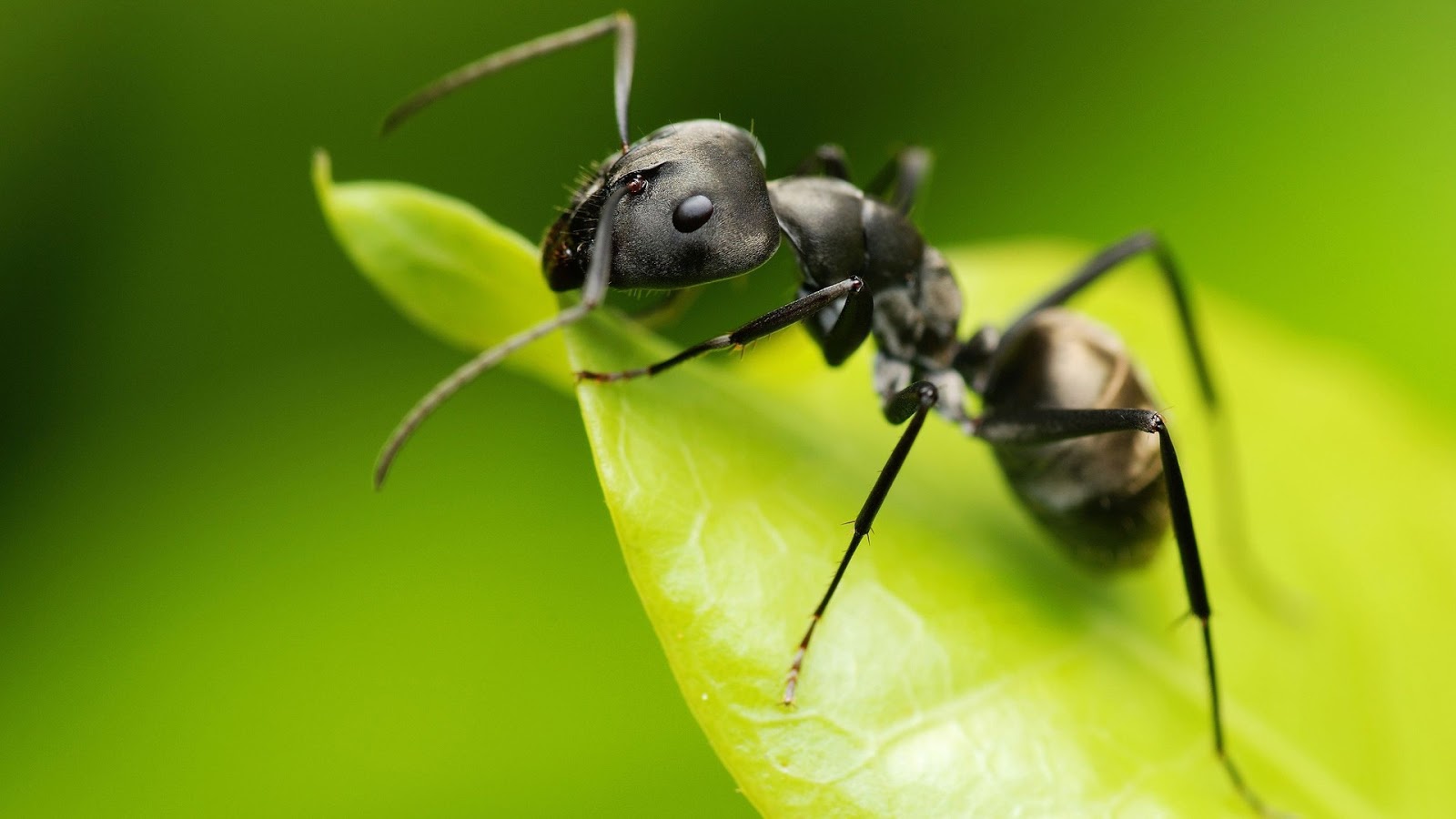 Imagehub: Ant images