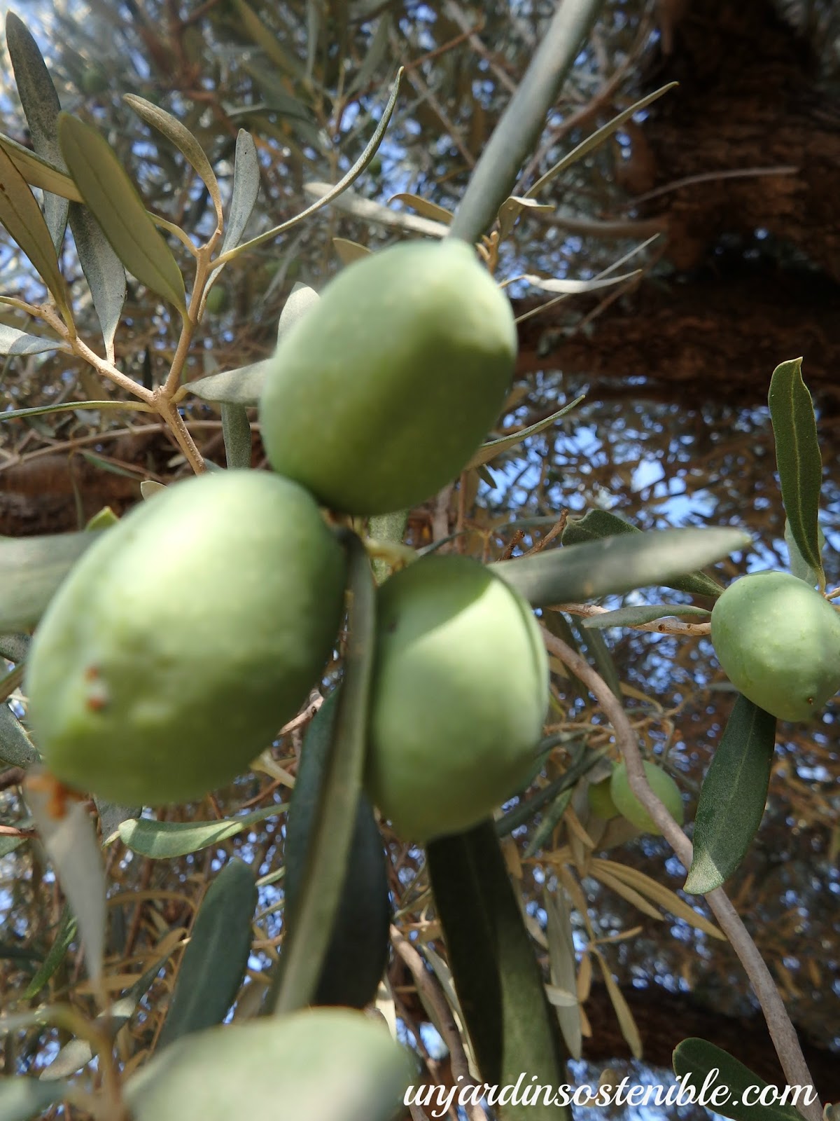 Olea europaea y como preparar olivas partidas. (OLivo, Aceituno ...
