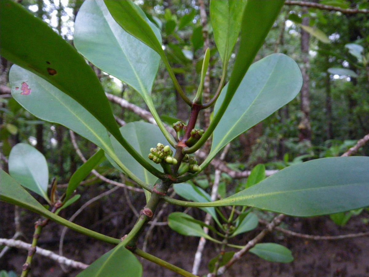 Queensland Coast: Australia's Spurred Mangroves (Ceriops sp.)