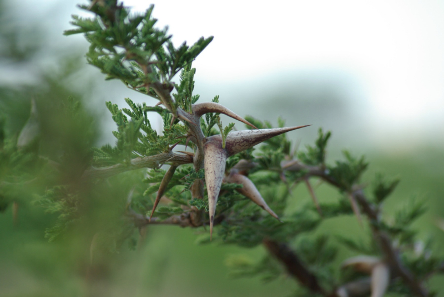 Kameel Huise Tussen Spore : Kameel Stoepstorie: Kameeldoringbome