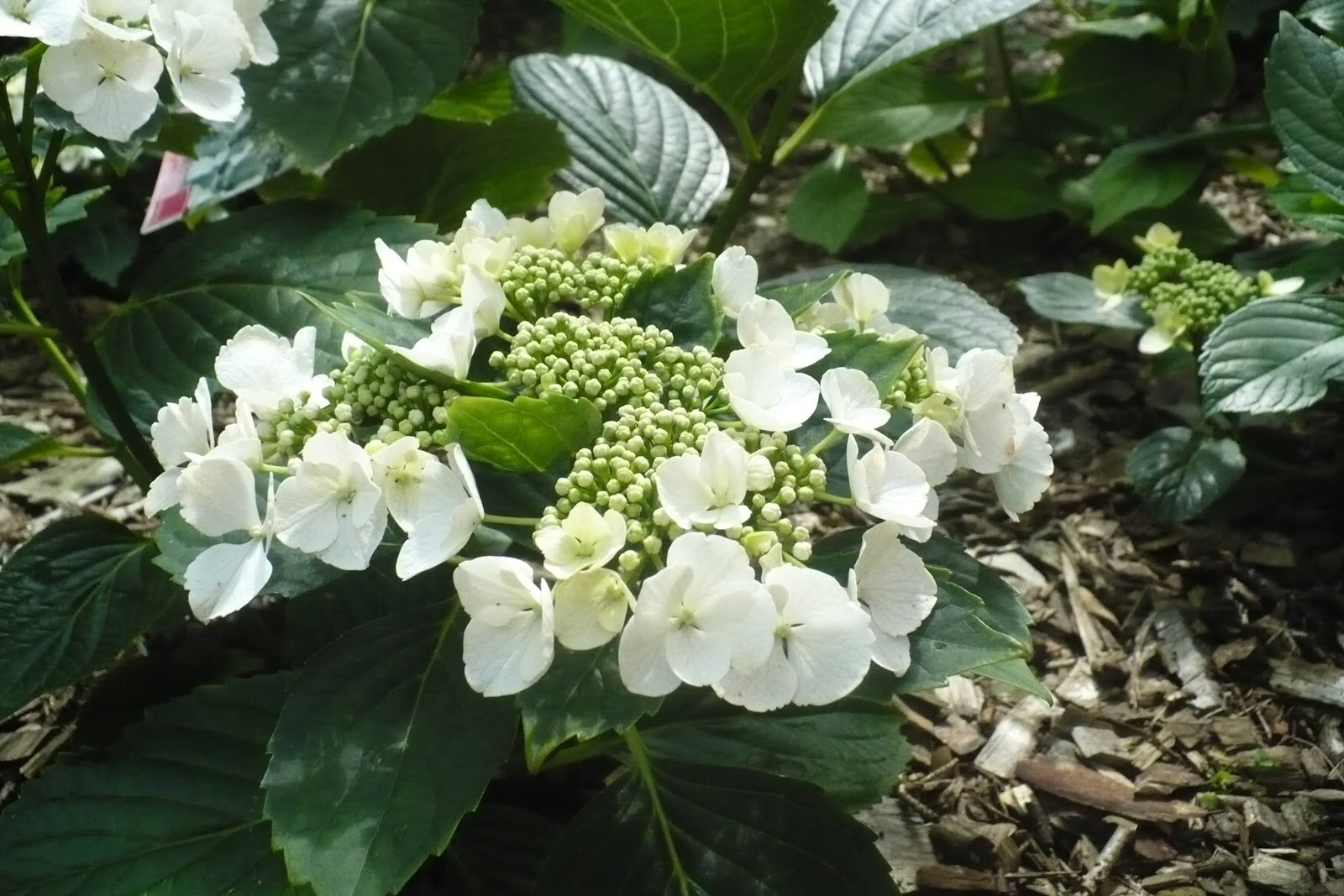 Hydrangea, Hortensja: Hydrangea macrophylla (Hortensja ogrodowa) 'Elegance'