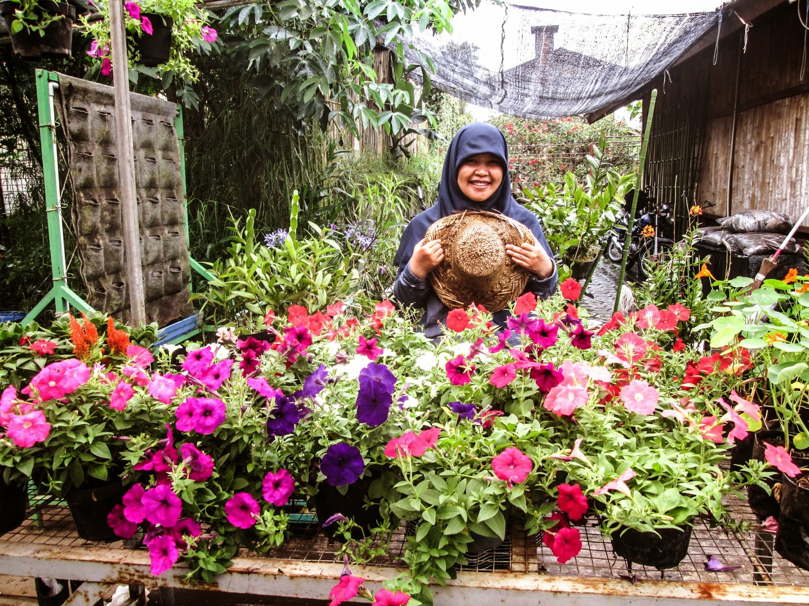 Berbunga-bunga di Kebun Bunga Begonia - Catatan Astri